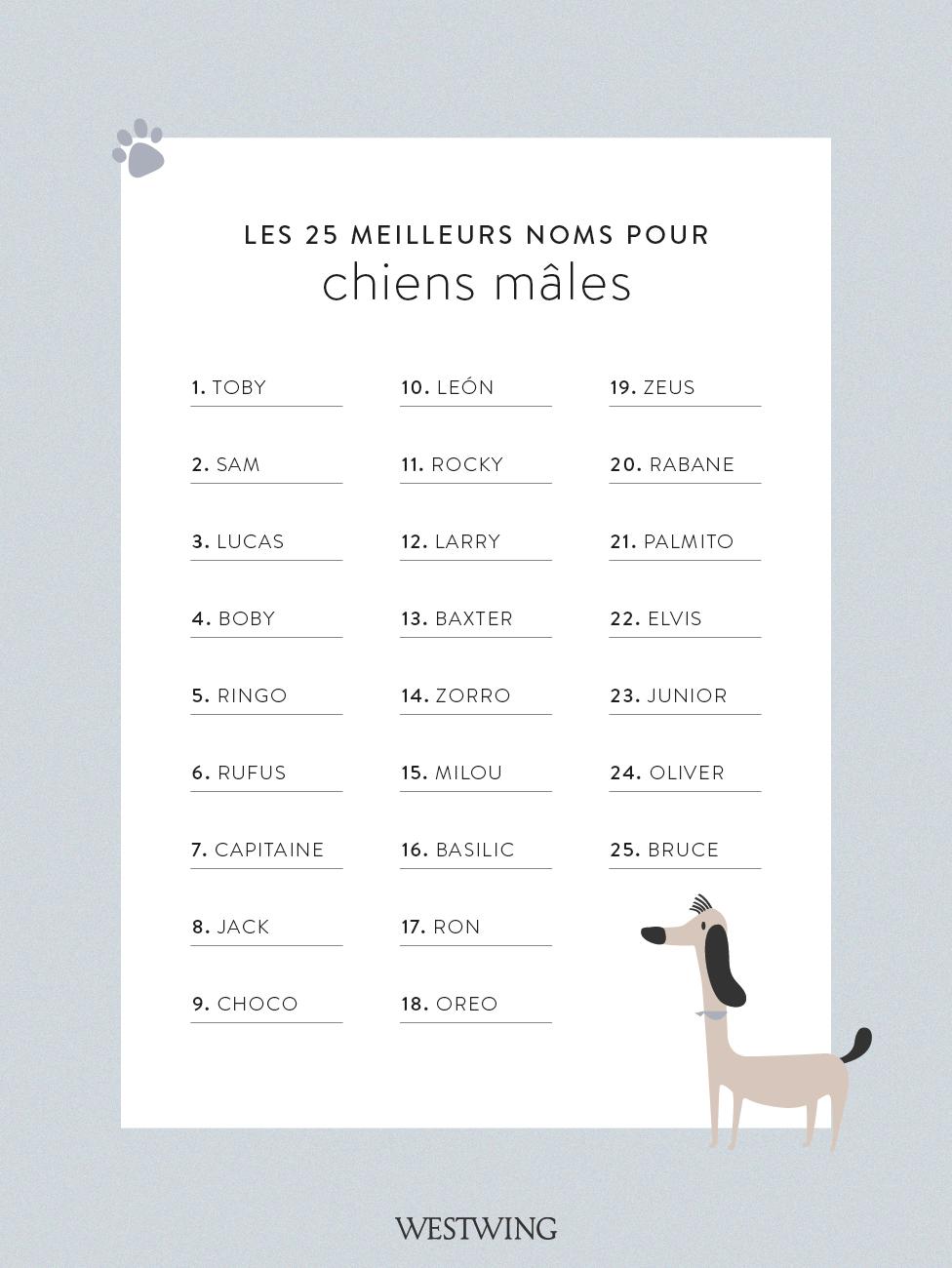Noms De Chien Les Plus Populaires En France Tractive 43 OFF Noms De Chien Les Plus Populaires En France Tractive 43 OFF