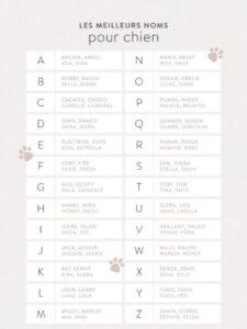 Nom de chien 2025 : 211 idées qui vous surprendront ! | Westwing