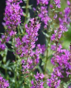 Kattenstaart: alles over deze plant met stervormige bloemetjes | Westwing