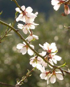 Amandelboom: een bijzondere boom met een heerlijke vrucht | Westwing