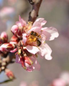 Amandelboom: een bijzondere boom met een heerlijke vrucht | Westwing