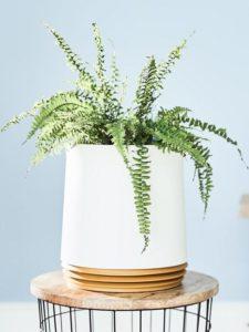 Papraď izbová: krásna rastlina je opäť trendy | Westwing